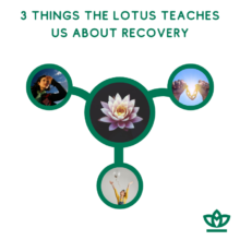 3 Things the Lotus Teaches Us about Recovery | Rehabs.in Rehabs.in