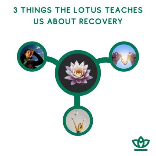 3 Things the Lotus Teaches Us about Recovery | Rehabs.in